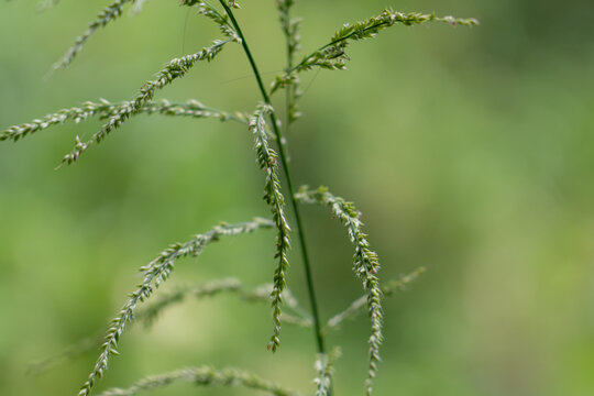 Pitpit Images – Browse 80 Stock Photos, Vectors, and Video | Adobe Stock