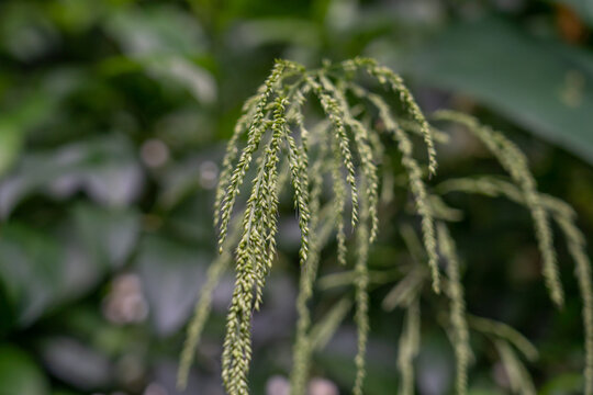 Pitpit Images – Browse 80 Stock Photos, Vectors, and Video | Adobe Stock