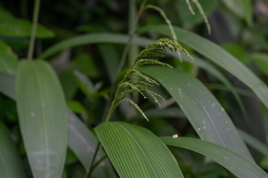 Pitpit Images – Browse 80 Stock Photos, Vectors, and Video | Adobe Stock