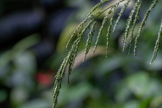 Pitpit Images – Browse 80 Stock Photos, Vectors, and Video | Adobe Stock