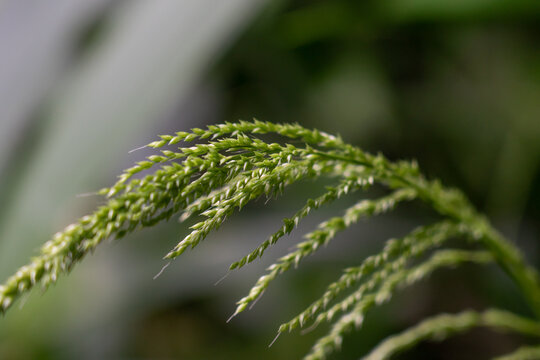 Pitpit Images – Browse 80 Stock Photos, Vectors, and Video | Adobe Stock