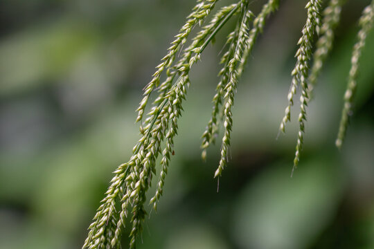 Pitpit Images – Browse 80 Stock Photos, Vectors, and Video | Adobe Stock