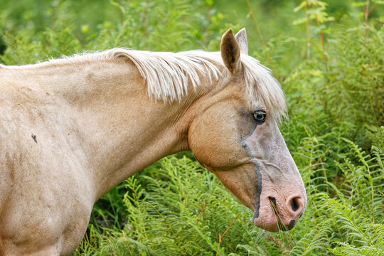 Chevalin Bilder – Durchsuchen 6,642 Archivfotos, Vektorgrafiken und ...