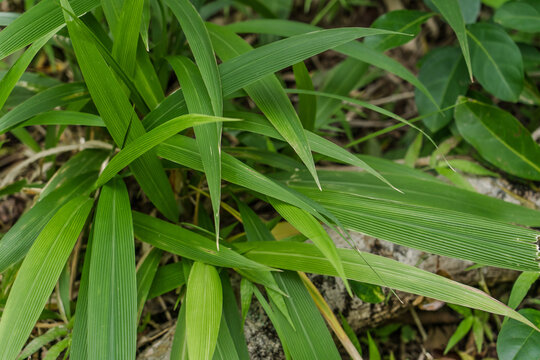 Pitpit Images – Browse 80 Stock Photos, Vectors, and Video | Adobe Stock