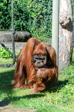 Sivapithecus bilder – Bläddra bland 132 stockfoton, vektorer och videor ...