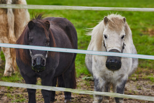 Ponys Images – Parcourir 2,302 le catalogue de photos, vecteurs et ...