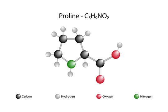 Structure Of Proline