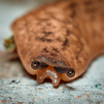 รูปภาพBabosa – เลือกดูภาพถ่ายสต็อก เวกเตอร์ และวิดีโอ1,326 | Adobe Stock