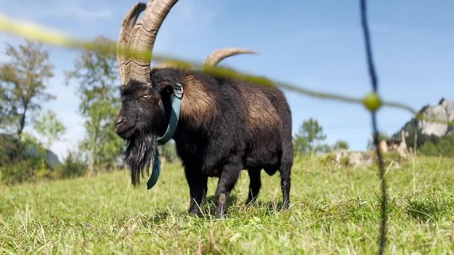 "Billy Goat" Imagens – Procure 52,360 fotos, vetores e vídeos | Adobe Stock