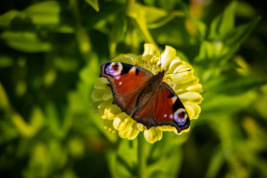รูปภาพPfauenauge – เลือกดูภาพถ่ายสต็อก เวกเตอร์ และวิดีโอ2,313 | Adobe ...