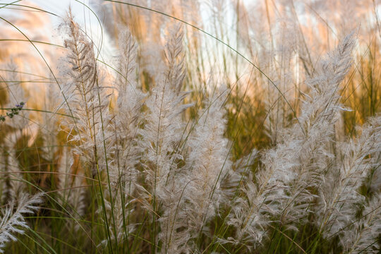 Kashful Images – Browse 412 Stock Photos, Vectors, and Video | Adobe Stock