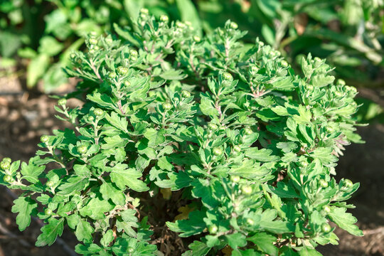 "Chrysanthemum Leaves" Images – Browse 64 Stock Photos, Vectors, and ...