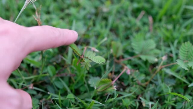 Pulvini Bilder – Durchsuchen 189 Archivfotos, Vektorgrafiken und Videos ...