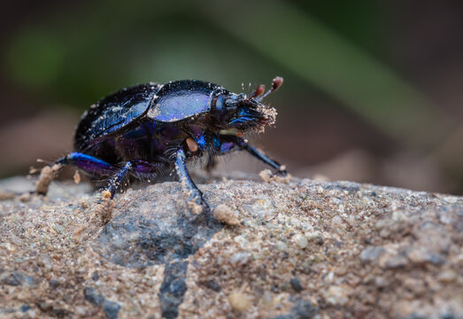 รูปภาพInsekten – เลือกดูภาพถ่ายสต็อก เวกเตอร์ และวิดีโอ50,388 | Adobe Stock
