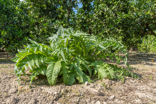 Penca 画像 - 参照 530 Stock 写真、ベクターおよびビデオ | Adobe Stock