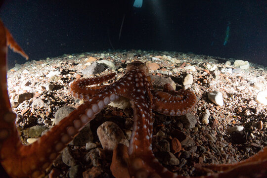 รูปภาพOctopuss – เลือกดูภาพถ่ายสต็อก เวกเตอร์ และวิดีโอ177 | Adobe Stock