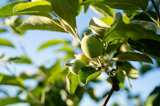 Apfelbaumblatt Bilder – Durchsuchen 406,818 Archivfotos, Vektorgrafiken ...
