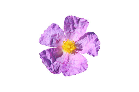 Freigestellte Bilder – Durchsuchen 8,482 Archivfotos, Vektorgrafiken ...