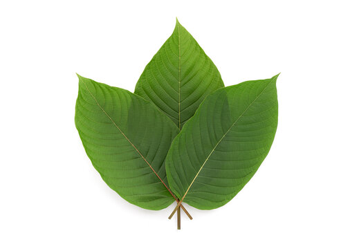 Kratom Extract Bilder – Durchsuchen 253 Archivfotos, Vektorgrafiken und ...