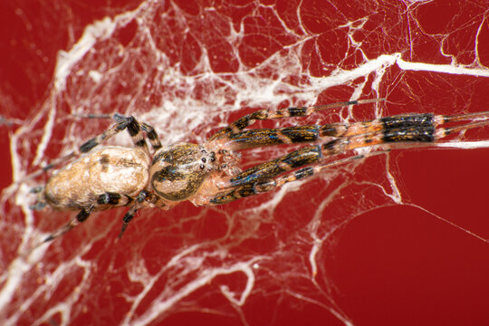 Spinneret Images – Browse 1,949 Stock Photos, Vectors, and Video ...