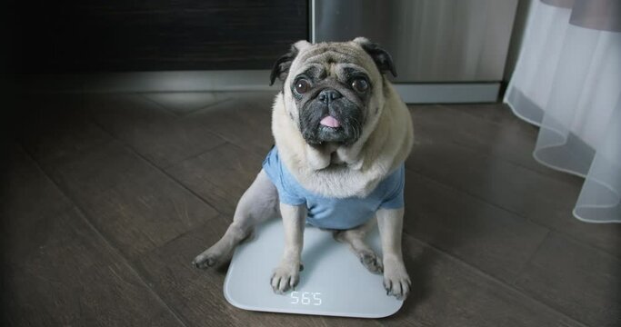 "Fat Dog" Images – Browse 312 Stock Photos, Vectors, and Video | Adobe ...