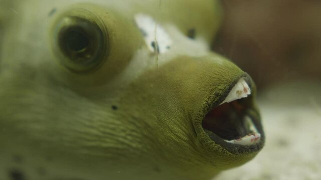 Torafugu 影像 – 瀏覽 8,144 個素材庫相片、向量圖和影片 | Adobe Stock