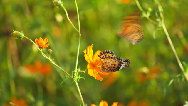 Imágenes de Flit: descubre bancos de fotos, ilustraciones, vectores y ...