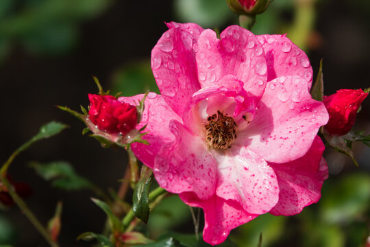 รูปภาพBuschrose – เลือกดูภาพถ่ายสต็อก เวกเตอร์ และวิดีโอ283 | Adobe Stock