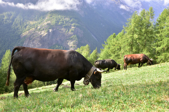 รูปภาพVacca – เลือกดูภาพถ่ายสต็อก เวกเตอร์ และวิดีโอ2,077 | Adobe Stock