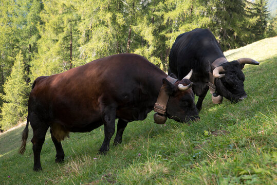 Vacca Bilder – Durchsuchen 2,128 Archivfotos, Vektorgrafiken und Videos ...