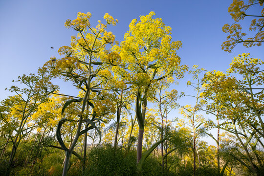 Ferula Bilder – Durchsuchen 821 Archivfotos, Vektorgrafiken und Videos ...
