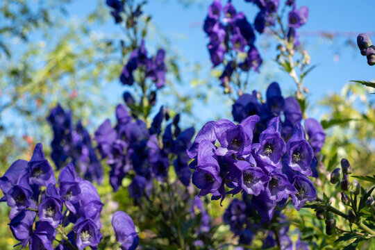 Volubile 이미지 – 찾아보기 203 스톡 사진, 벡터 및 비디오 | Adobe Stock