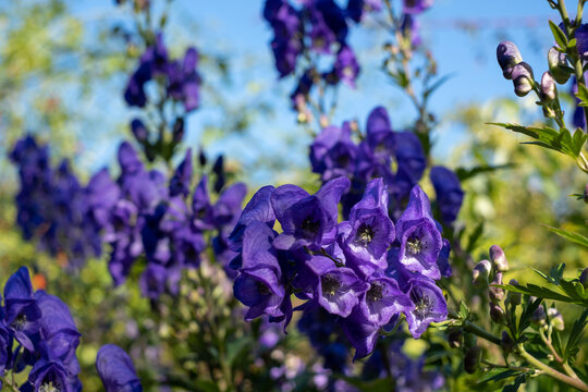 Volubile Bilder – Durchsuchen 203 Archivfotos, Vektorgrafiken und ...