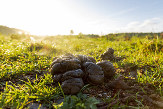Chiasse Images – Parcourir 99,692 le catalogue de photos, vecteurs et ...
