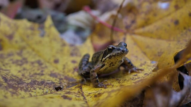 Hoptoad Bilder – Durchsuchen 561 Archivfotos, Vektorgrafiken und Videos ...