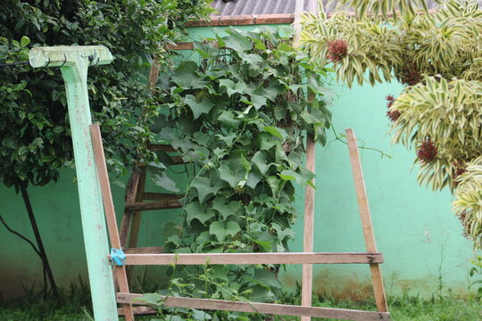 Iskus Bilder – Durchsuchen 6,129 Archivfotos, Vektorgrafiken und Videos ...