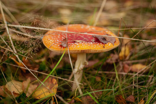 Flugsvamp Images – Browse 41 Stock Photos, Vectors, and Video | Adobe Stock