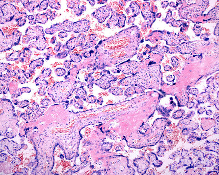 รูปภาพ"Microscopic Anatomy" – เลือกดูภาพถ่ายสต็อก เวกเตอร์ และวิดีโอ68 ...