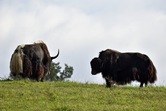 「Wildrinder」の画像 - 210 件の Stock 写真、ベクターおよびビデオ | Adobe Stock