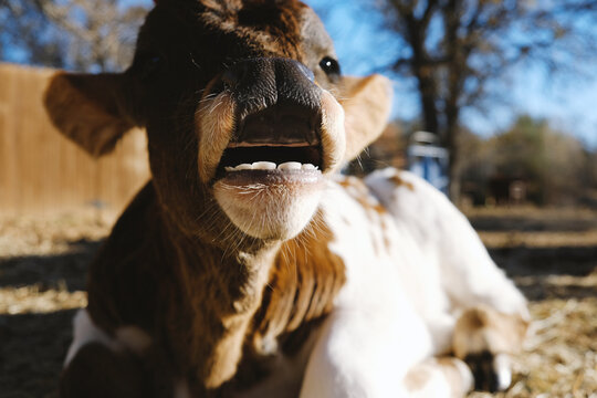 491 件の最適な Flehmen 画像、ストック写真、ベクター | Adobe Stock
