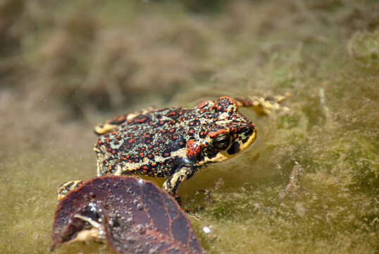 Sapito Images – Browse 65 Stock Photos, Vectors, and Video | Adobe Stock