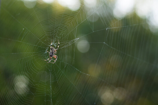 "Corn Spider"-Bilder: Stock-Fotos & -Videos. | Adobe Stock