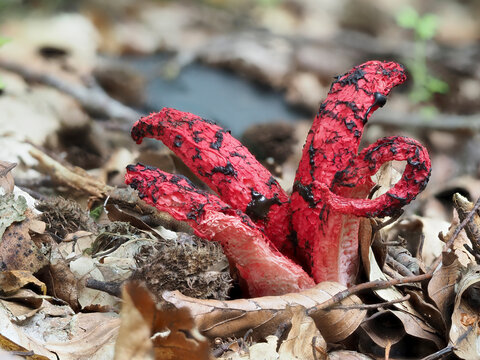 รูปภาพDestruenten – เลือกดูภาพถ่ายสต็อก เวกเตอร์ และวิดีโอ882 | Adobe Stock