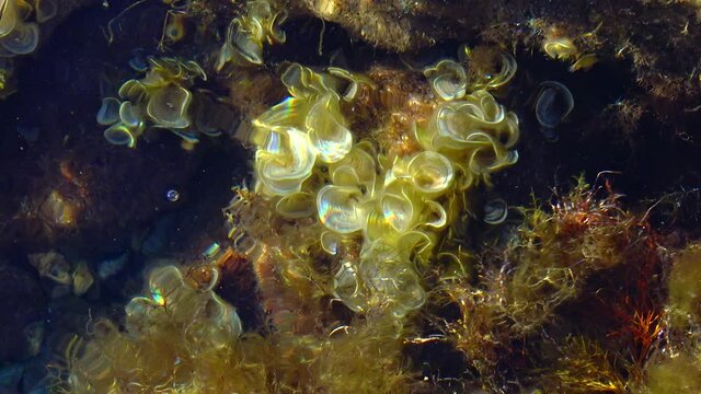 Obrázky Phaeophyceae – procházejte fotografie, vektory a videa 5,026 ...