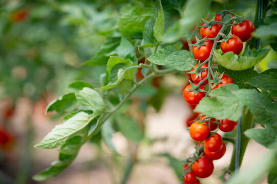 Strauchtomate Bilder – Durchsuchen 40,484 Archivfotos, Vektorgrafiken ...