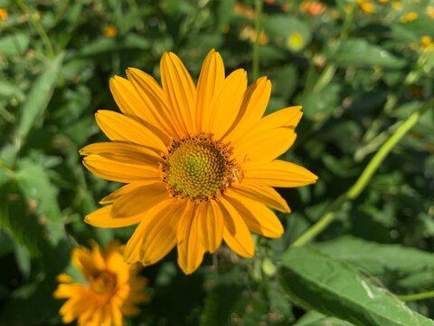 "False Sunflower" Bilder – Durchsuchen 994 Archivfotos, Vektorgrafiken ...