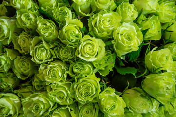 20+ Free Green Rose Flower | Free HD Downloads - Pikwizard