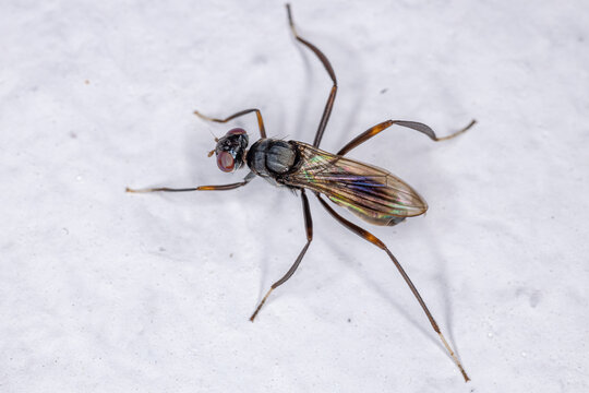 รูปภาพMicropezidae – เลือกดูภาพถ่ายสต็อก เวกเตอร์ และวิดีโอ134 | Adobe Stock