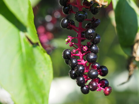 Scoke Images – Parcourir 2,384 le catalogue de photos, vecteurs et ...