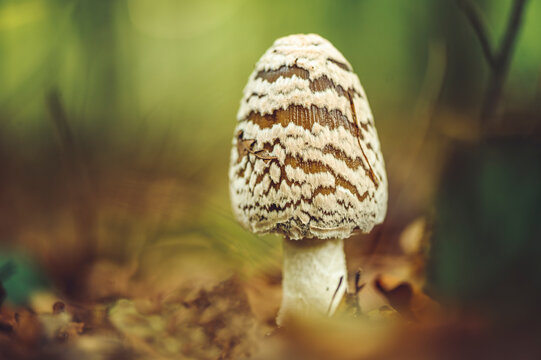 รูปภาพCoprin – เลือกดูภาพถ่ายสต็อก เวกเตอร์ และวิดีโอ201 | Adobe Stock